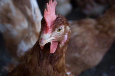 Pluimvee-industrie - FNV